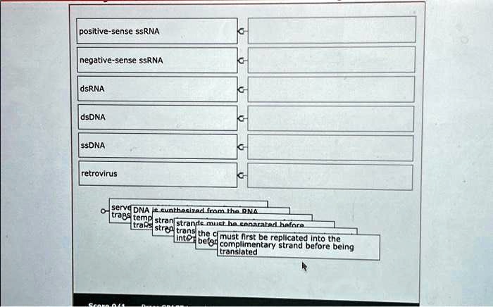SOLVED: Positive-sense ssRNA Negative-sense ssRNA dsRNA dsDNA ssDNA ...