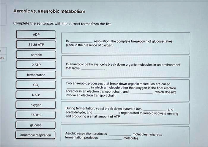 SOLVED: Aerobic vs. Anaerobic Metabolism Complete the sentences with ...