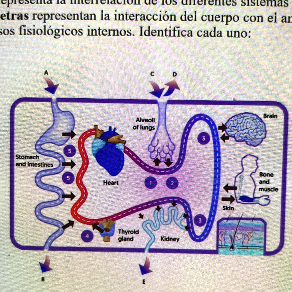 SOLVED: La siguiente imagen representa la interrelación de los ... SOLVED: La siguiente imagen representa la interrelación de los ...
