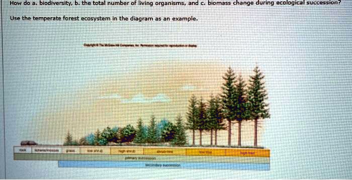 how do biodiversity the total number of living organisms and biomass change during ecological ...