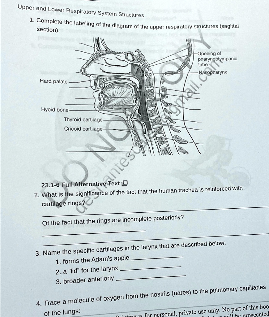 upper and lower respiratory system structures complete the labeling of ...