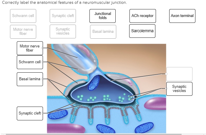 Get Answer Correctly Label The Anatomical Features Of A Neuromuscular Junction Schwann Cell