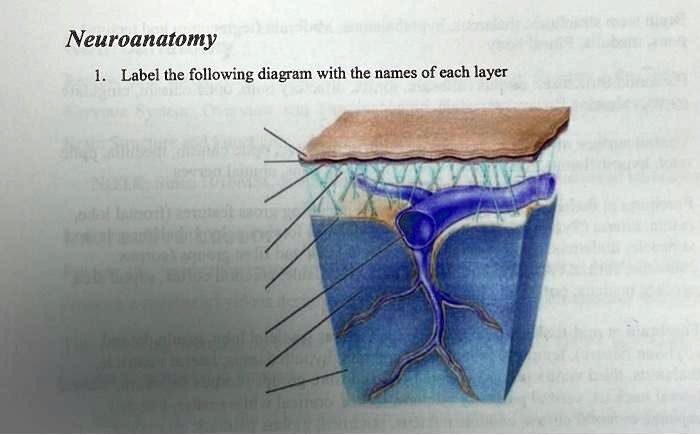 Neuroanatomy 1. Label the following diagram with the names of each layer
