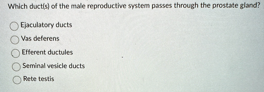 which ducts of the male reproductive system passes through the prostate ...
