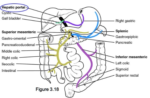 SOLVED: ((Hepatic portal Cystic Gall bladder Right gastric Superior ...