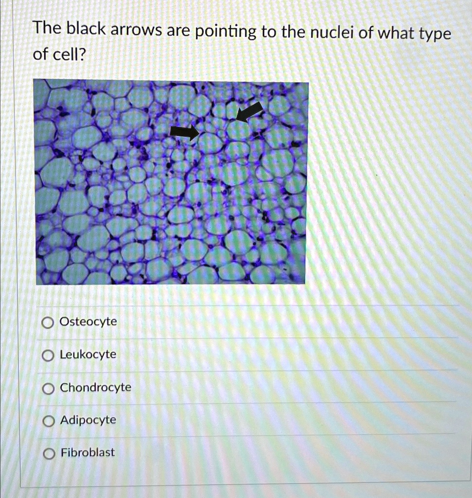 SOLVED: The black arrows are pointing to the nuclei of what type of ...