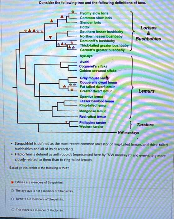 SOLVED: Consider the following tree and the following definitions of taxa. Pygmy slow loris ...