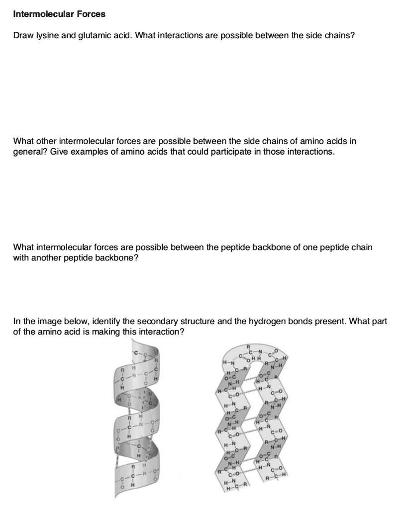 intermolecular forces draw lysine and glutamic acid what interactions ...