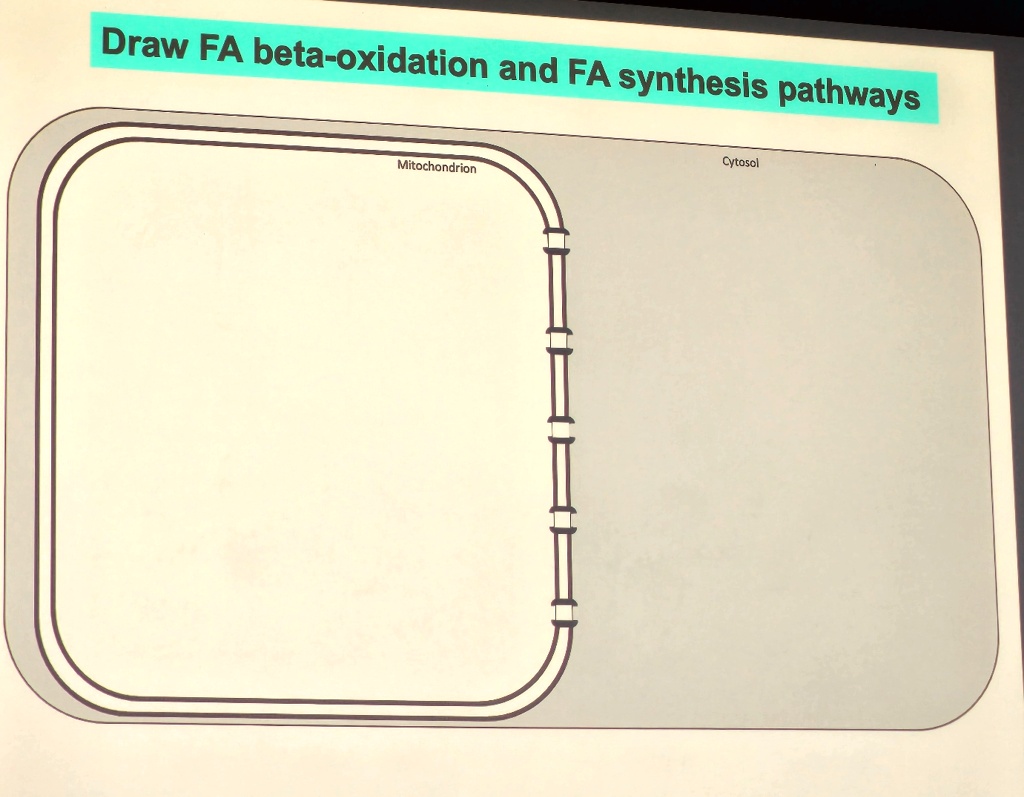 Draw FA beta-oxidation and FA synthesis pathways