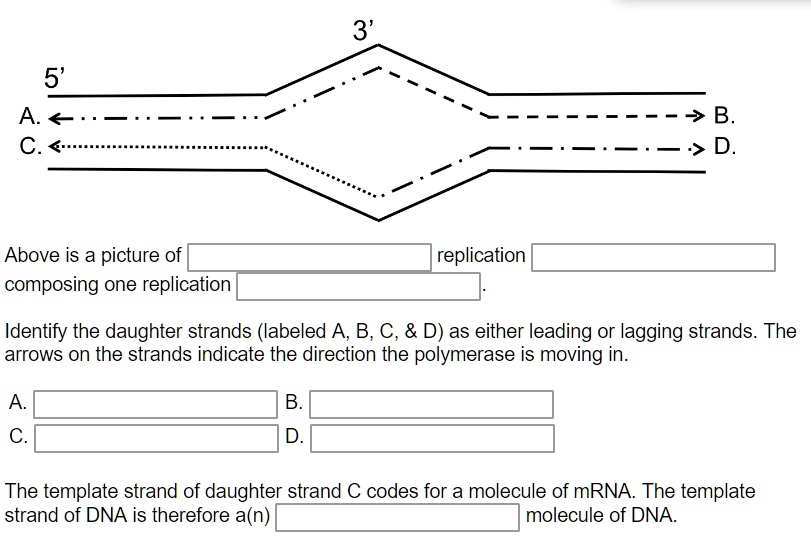 5' ?. ?..... 3' B. D. Above is a picture of composing one replication ...