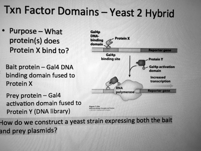 Txn Factor Domains - Yeast 2 Hybrid Purpose - What protein(s) does ...