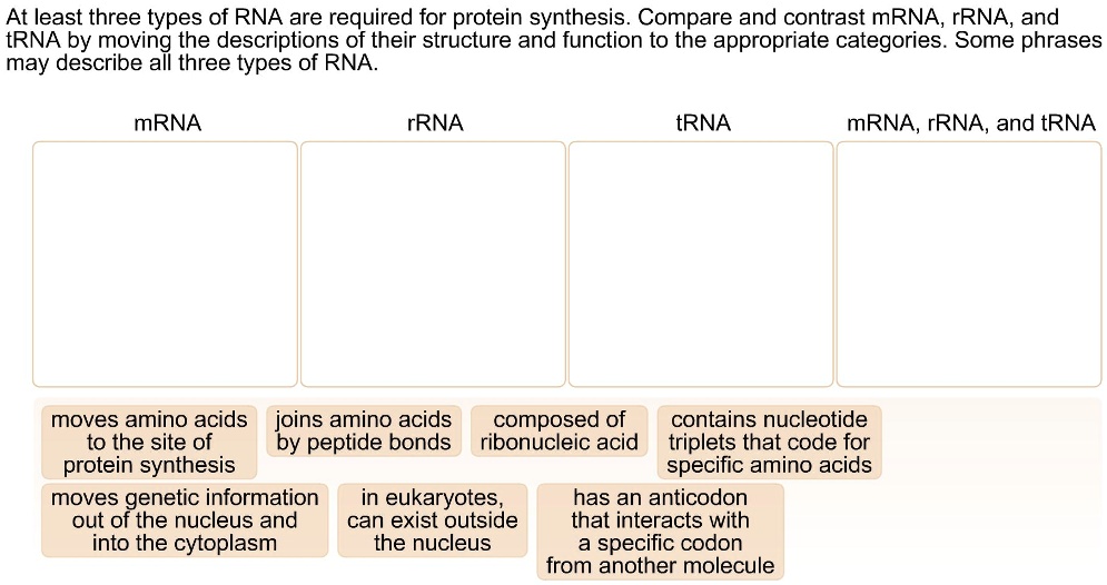 SOLVED: At least three types of RNA are required for protein synthesis. Compare and contrast ...