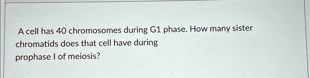A cell has 40 chromosomes during G1 phase. How many sister chromatids ...
