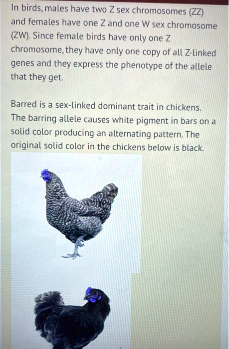 SOLVED:In birds, males have two Z sex chromosomes (ZZ) and females have ...