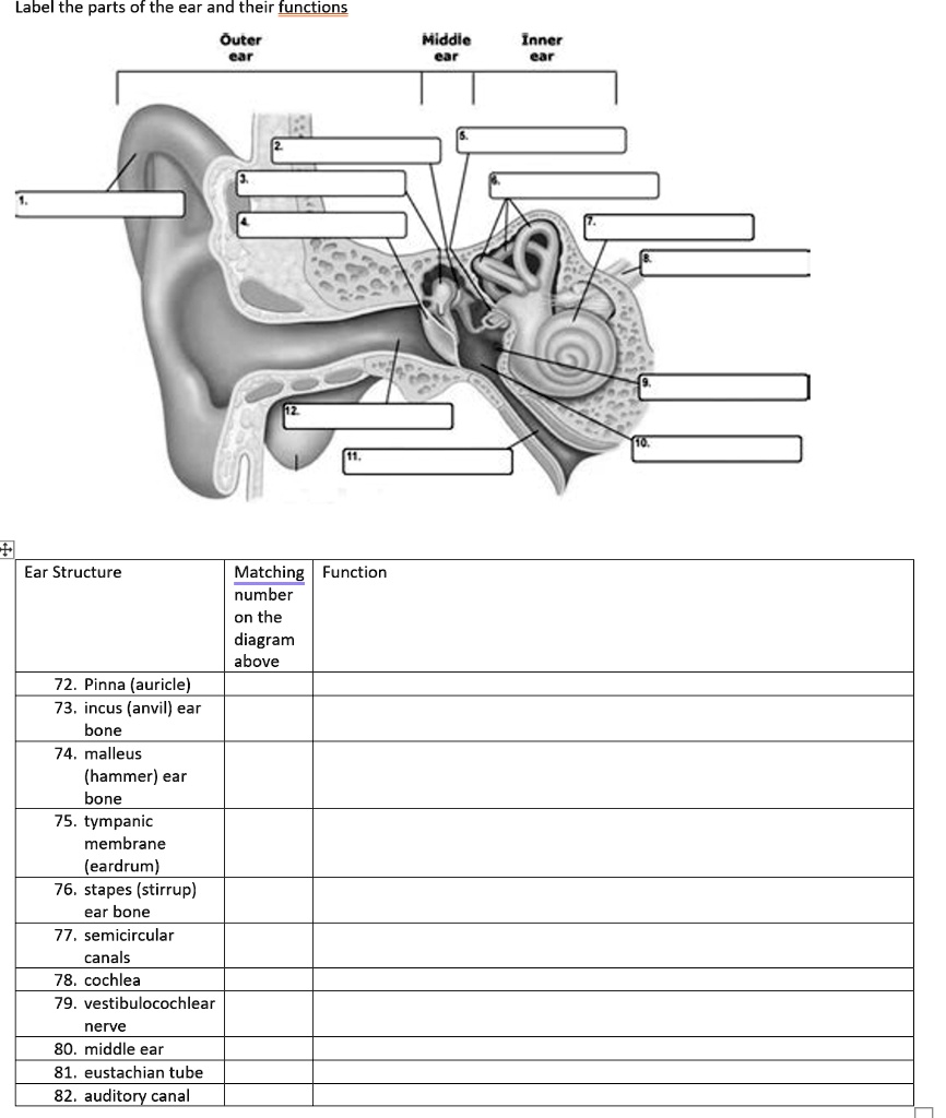 Label the parts of the ear and their functions Outer ear Middle ear Inner ear ++ Ear Structure ...