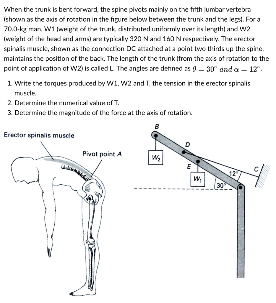 SOLVED: When the trunk is bent forward, the spine pivots mainly on the ...