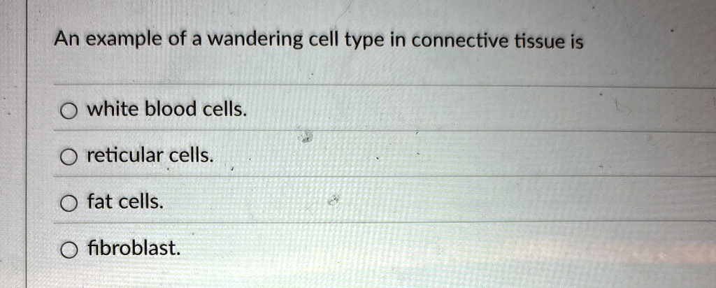 An example of a wandering cell type in connective tissue is O white ...