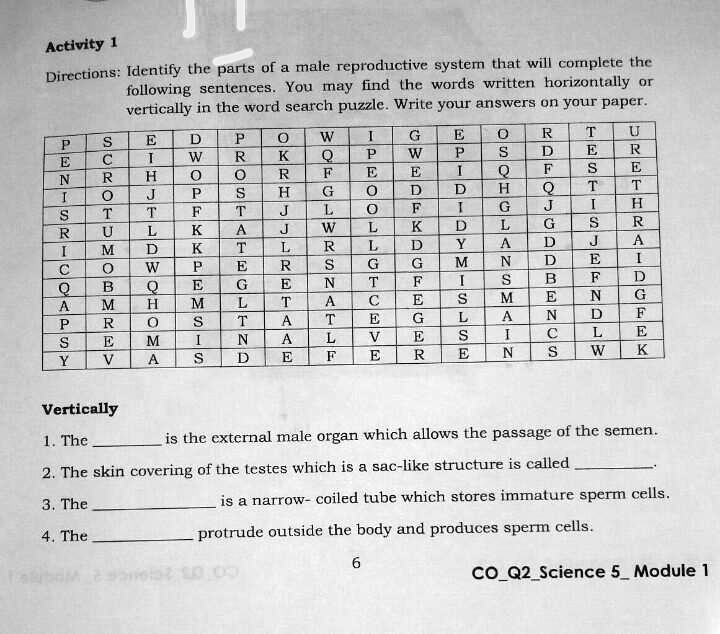 Activity Directions: Identify the parts of the male reproductive system ...