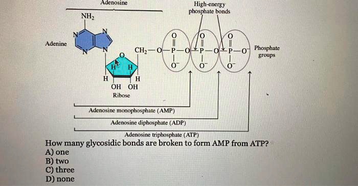 SOLVED: Adenosine High-energy phosphate bonds NHz Adenin Phosphate ...