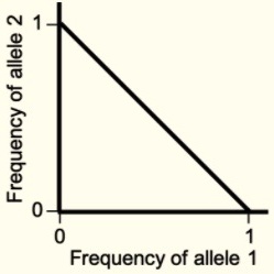 the graph below shows the relationship between allele frequencies of ...
