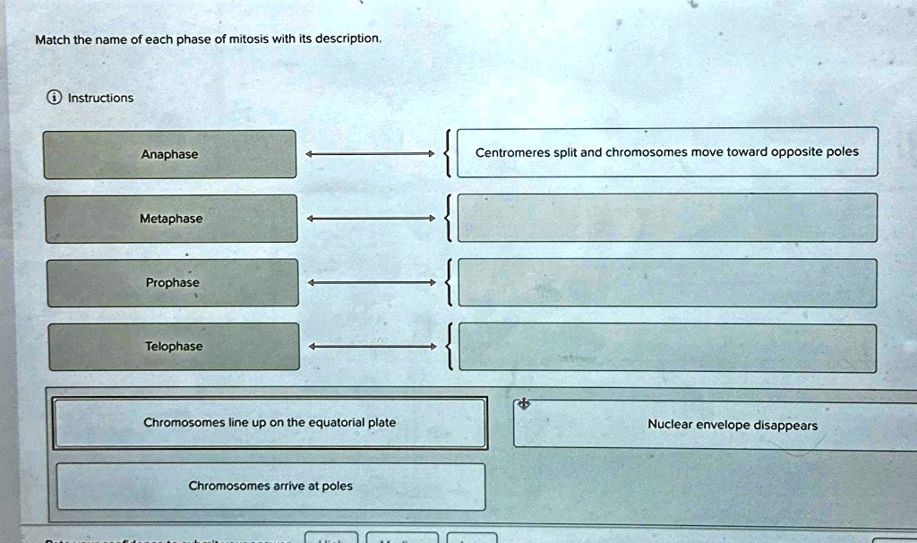 SOLVED: Match the name of each phase of mitosis with its description ...