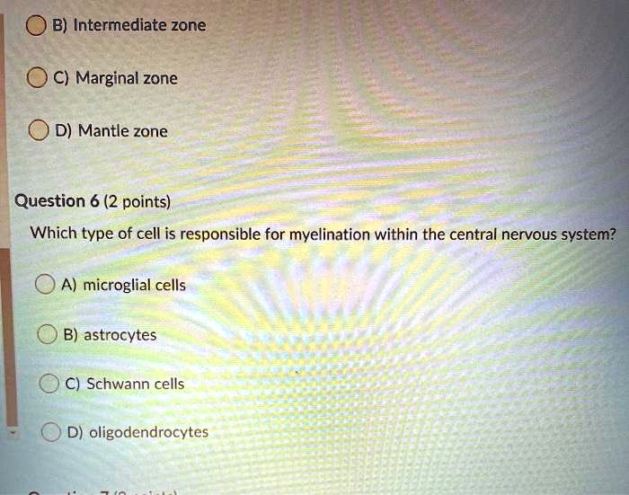 [GET ANSWER] b intermediate zone marginal zone d mantle zone question 6 ...
