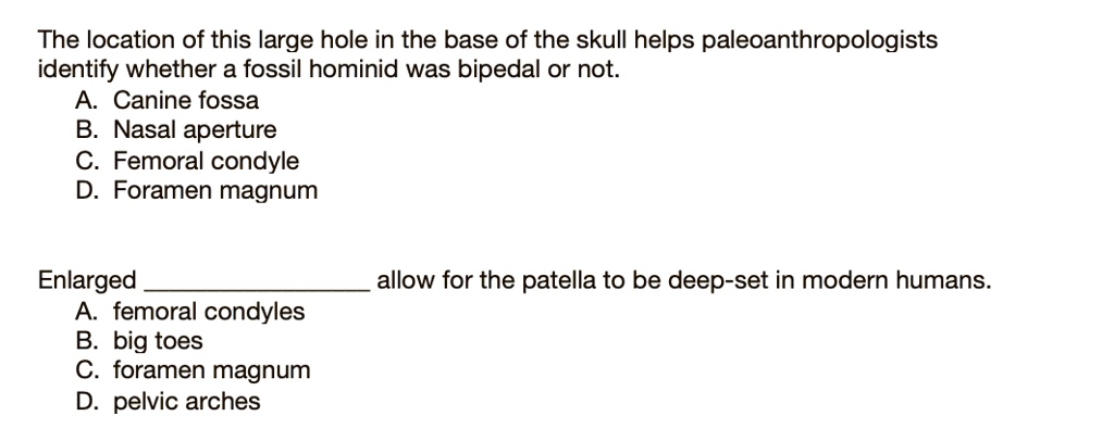 The location of this large hole in the base of the skull helps ...
