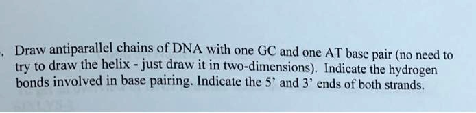 SOLVED: Draw antiparallel chains of DNA with one GC and one AT base ...