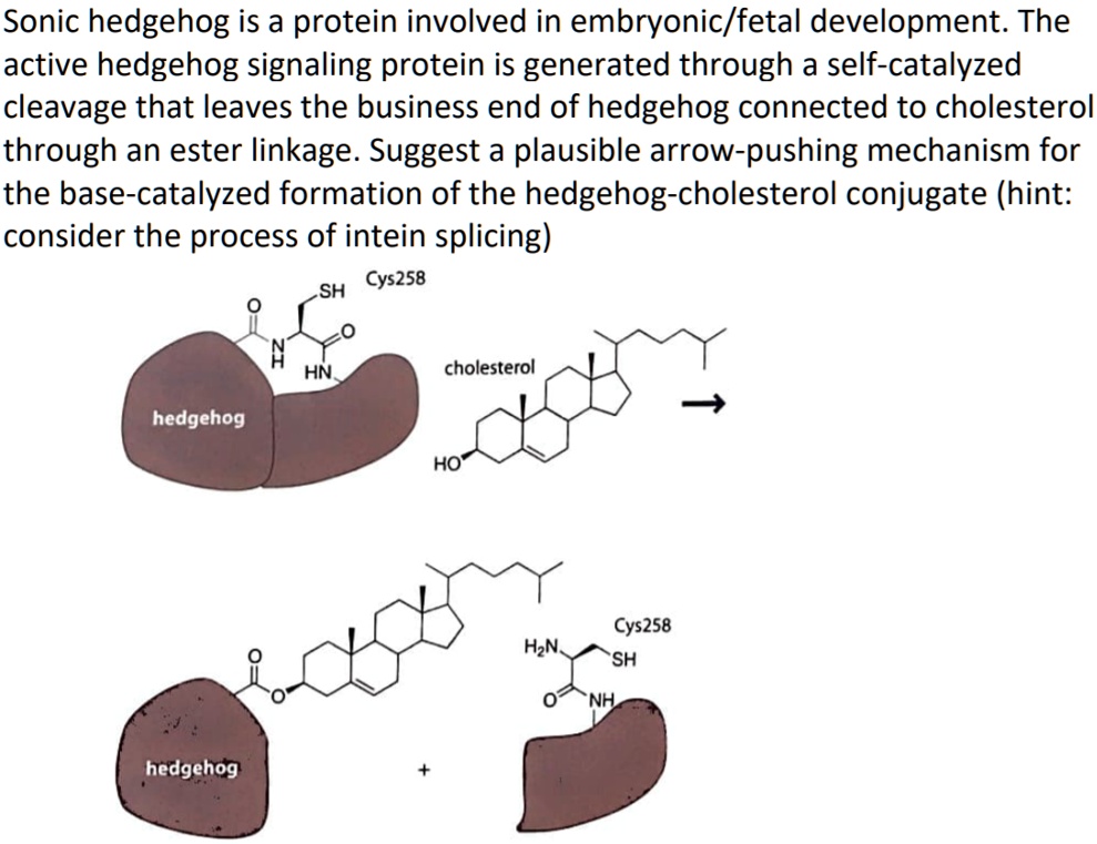 Sonic hedgehog is a protein involved in embryonic/fetal development ...