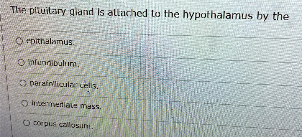 the pituitary gland is attached to the hypothalamus by the epithalamus ...