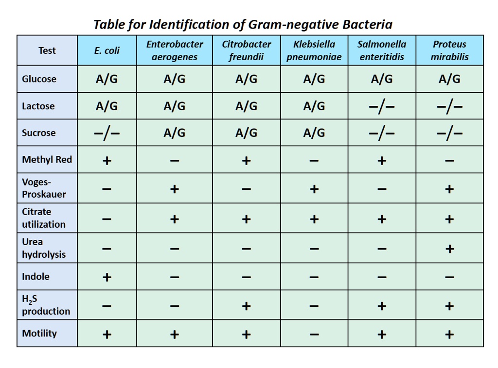 Table for Identification of Gram-negative Bacteria Enterobacter ...