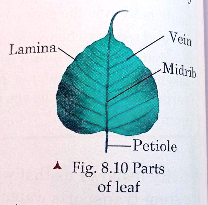 SOLVED explain The Structure Of Leaf With The Help Of Labelled 