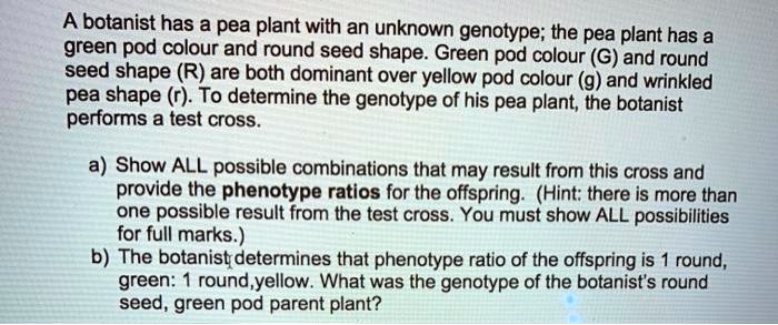 SOLVED: A botanist has a pea plant with an unknown genotype; the pea ...