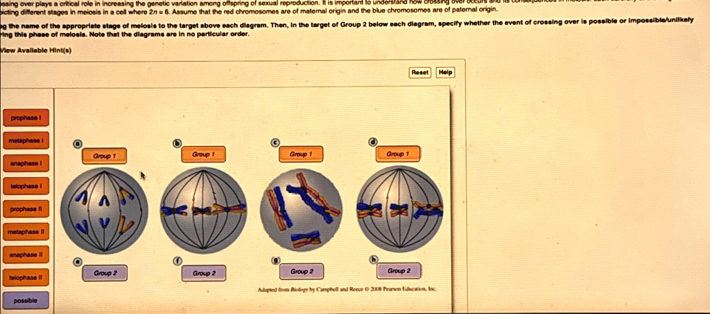 crossing over plays a critical role in increasing the genetic variation ...
