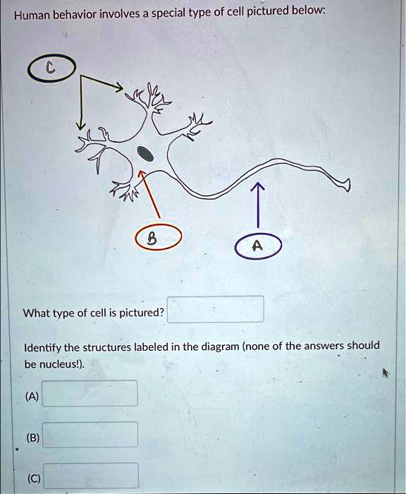 SOLVED: Human behavior involves a special type of cell pictured below: What type of cell is ...