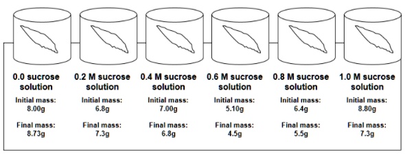 SOLVED: 0.0 sucrose solution Initial 1455- 8.009 0.2 M sucrose 0.4 M ...