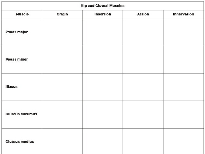 SOLVED: The gluteal muscles - Can you please help complete the chart ...