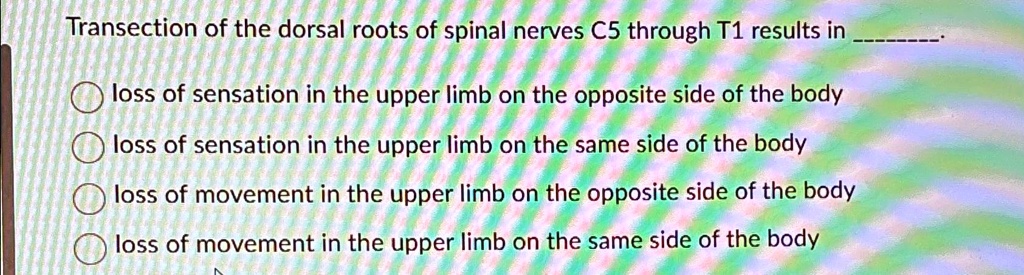 Transection of the dorsal roots of spinal nerves C5 through T1 results ...