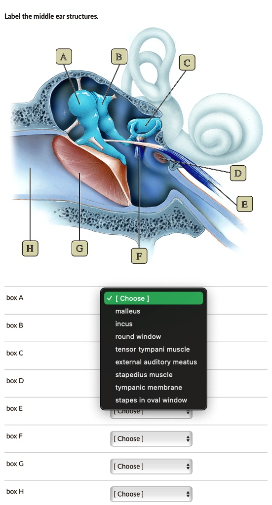 SOLVED: Texts: Label the middle ear structures. B Box A [Choose ...
