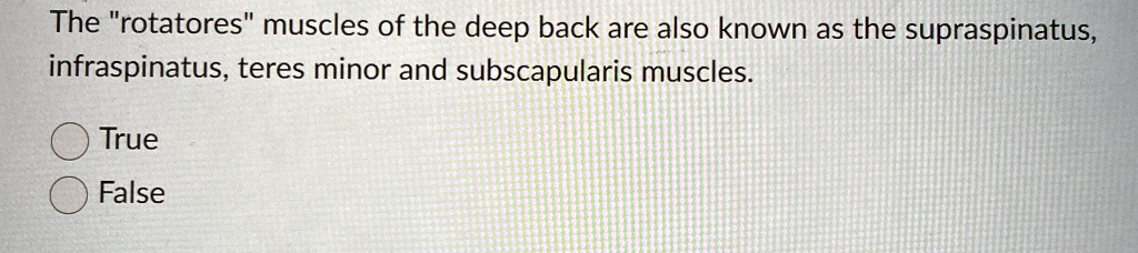 The "rotatores" muscles of the deep back are also known as the ...