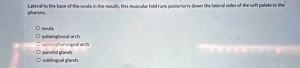 Lateral to the base of the uvula in the mouth, this muscular fold runs ...