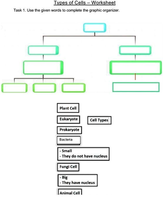 Types of Cells - Worksheet Task 1. Use the given words to complete the ...