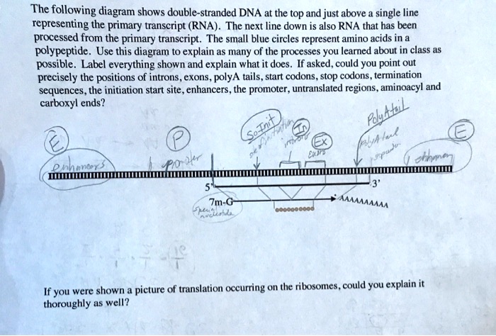 SOLVED: The following diagram shows double-stranded DNA at the top and ...