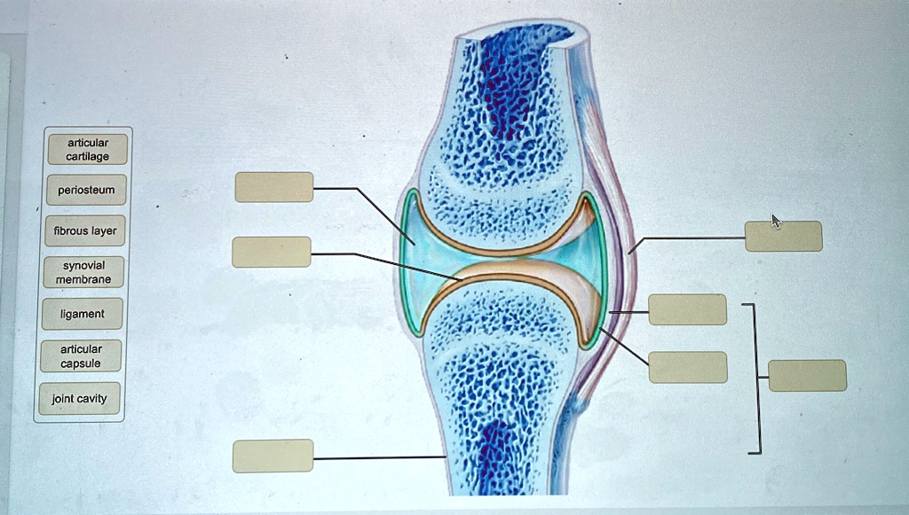 articular cartilage periosteum fibrous layer synovial membrane ligament ...