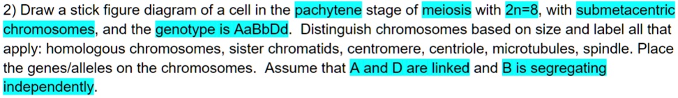 2) Draw a stick figure diagram of a cell in the pachytene stage of ...