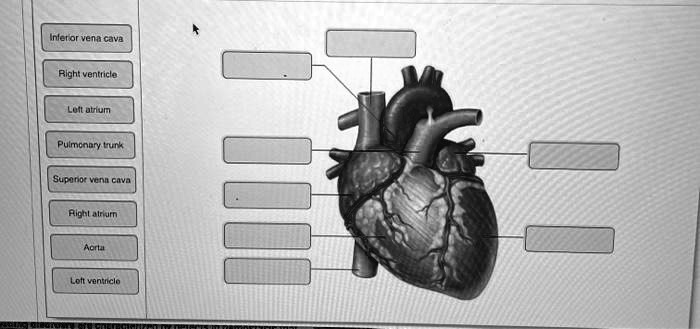 SOLVED: Inferior vena cava Right ventricle Left atrium Pulmonary trunk Superior vena cava Right ...