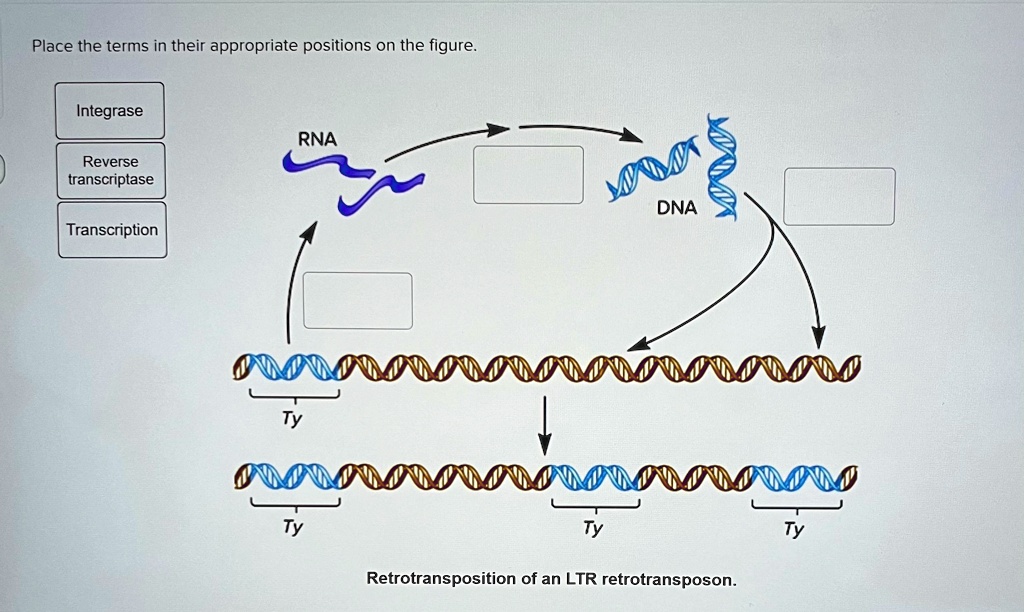 Place the terms in their appropriate positions on the figure. Integrase ...