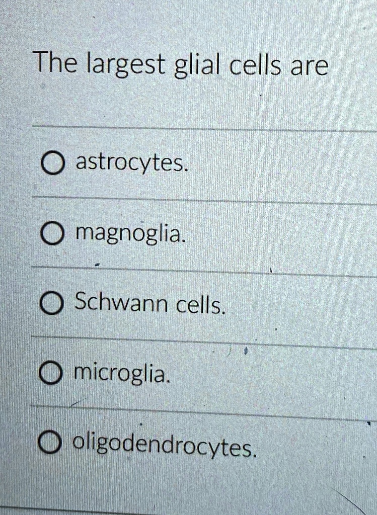 The largest glial cells are ? astrocytes. ? magnoglia. ? Schwann cells ...