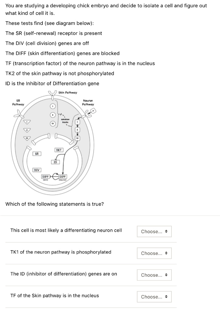 SOLVED: You are studying developing chick embryo and decide to isolate ...