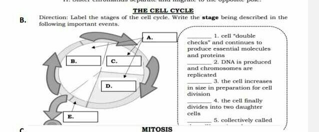 the cell cycle b direction label the stages of the cell cycle write the ...